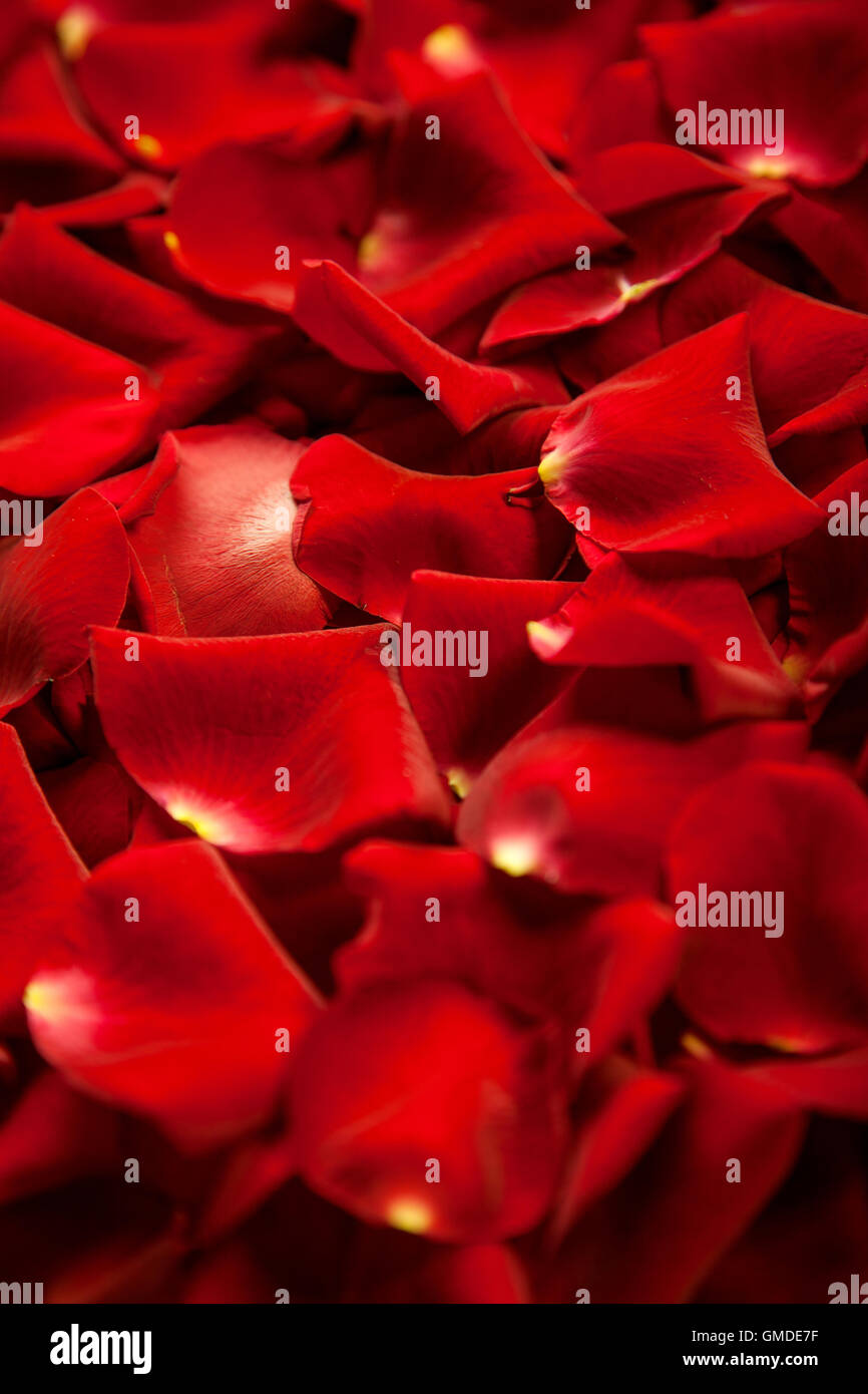 Background of red rose petals Stock Photo - Alamy