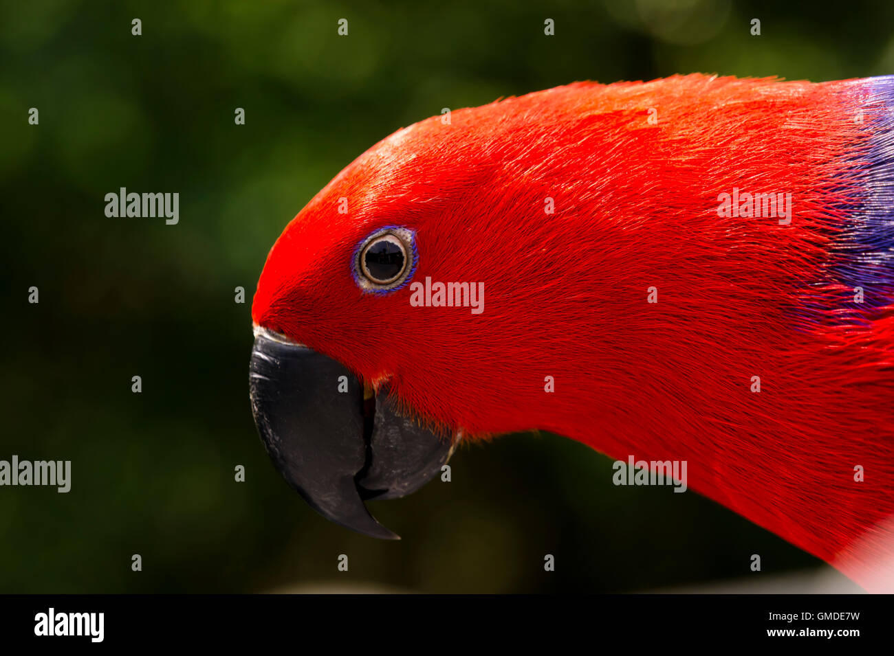 colorful Lory- parrot Stock Photo - Alamy