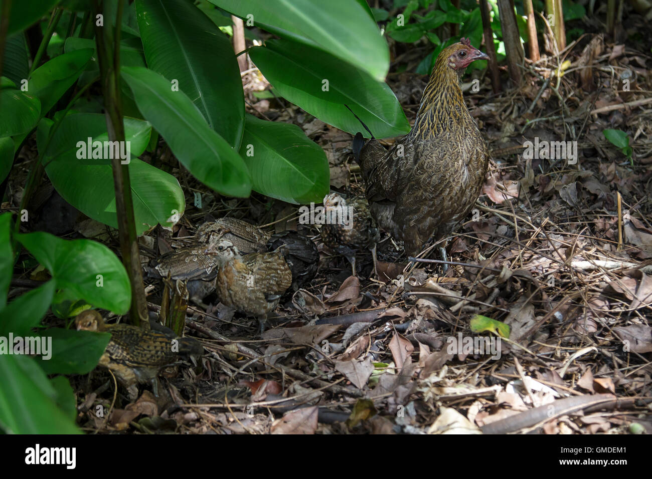 Wild chicken family Stock Photo - Alamy