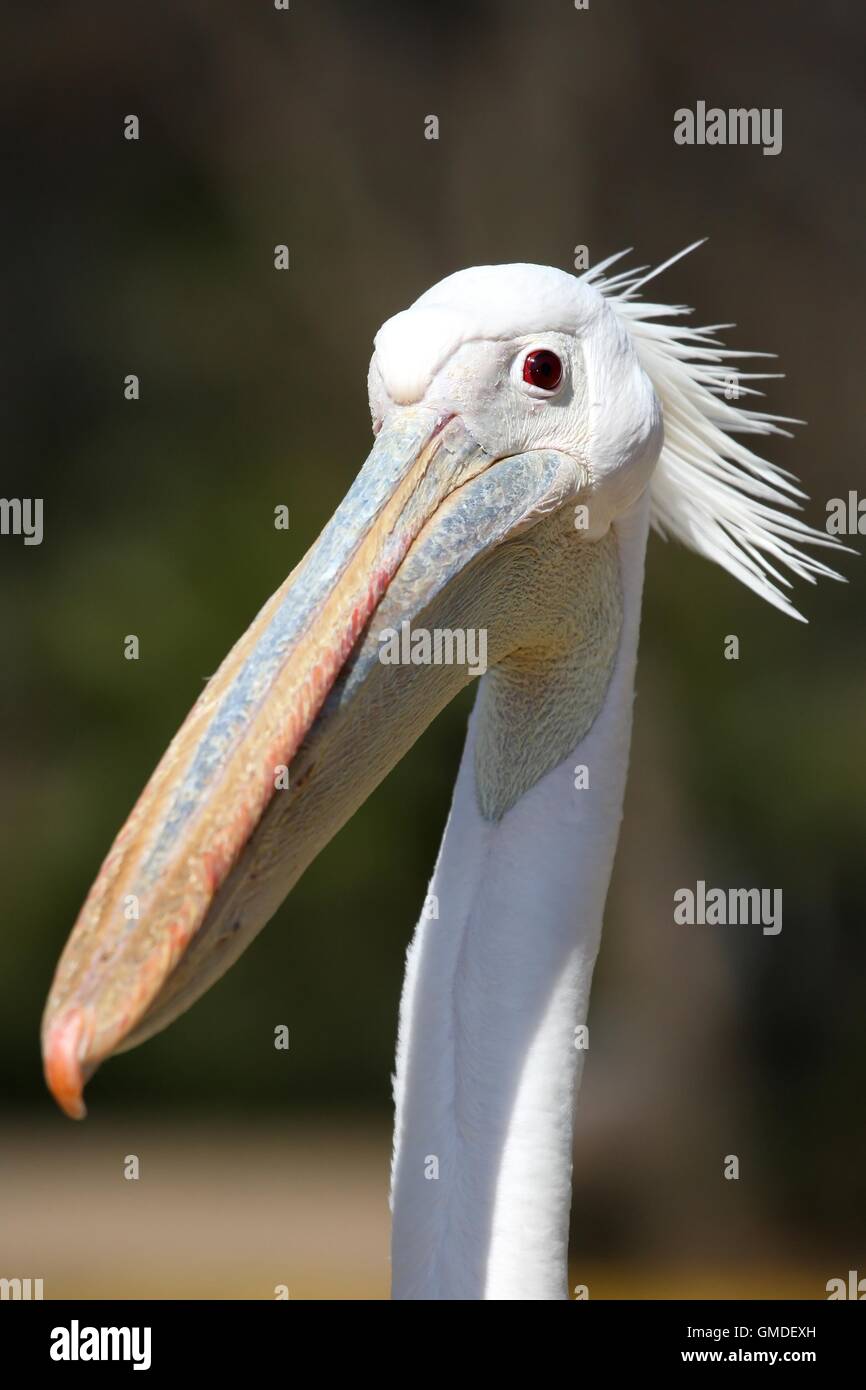 Pelican Bird Funny Face Stock Photo - Alamy