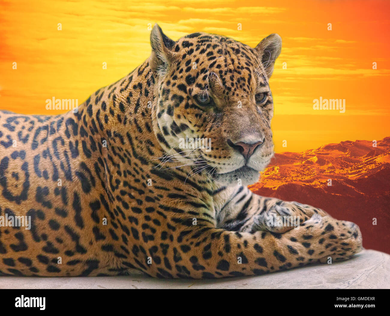 Leopard On Log Stock Photos & Leopard On Log Stock Images - Alamy