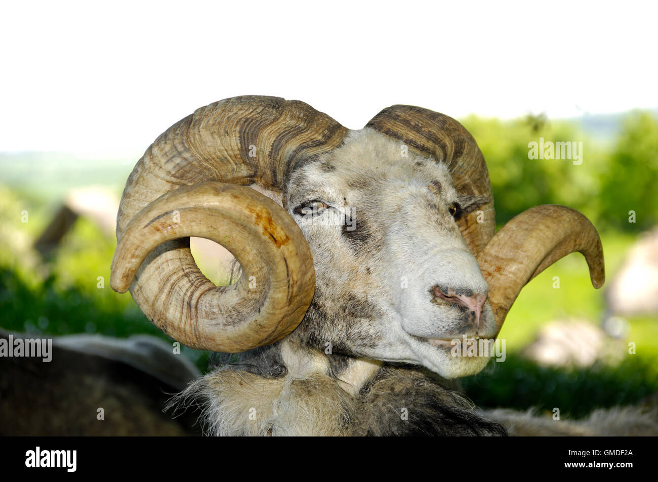 Goat with big horns Stock Photo - Alamy