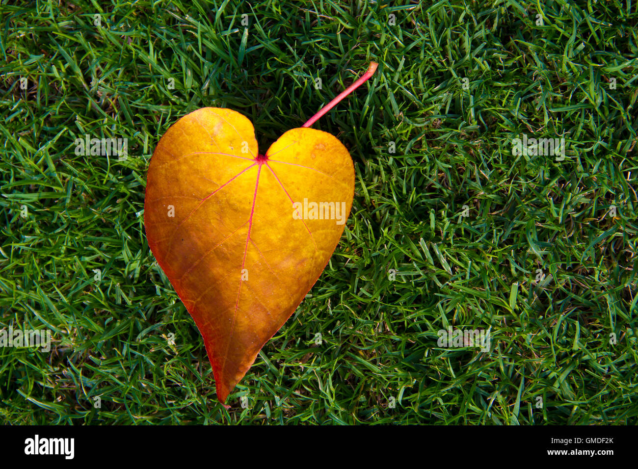 Heart shape of leaf hi-res stock photography and images - Alamy