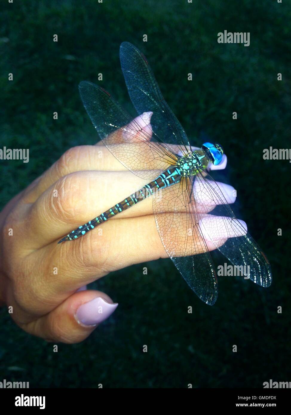 Dragonfly on female hand Stock Photo - Alamy