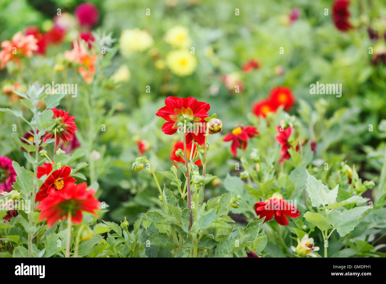 field of dahlia Stock Photo - Alamy