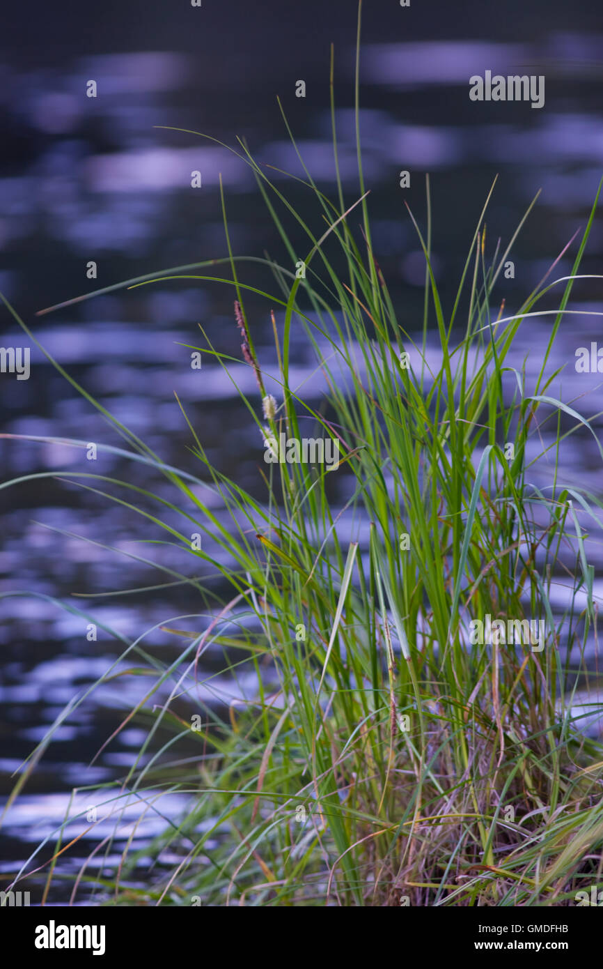 Grass at river's edge Stock Photo - Alamy