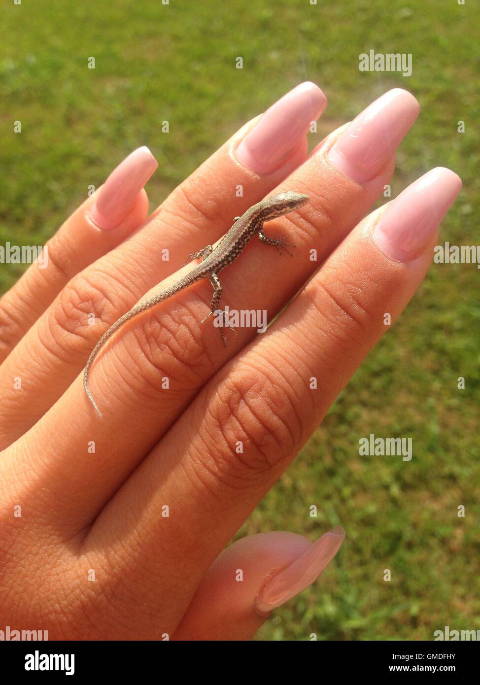Gecko on female hand Stock Photo - Alamy