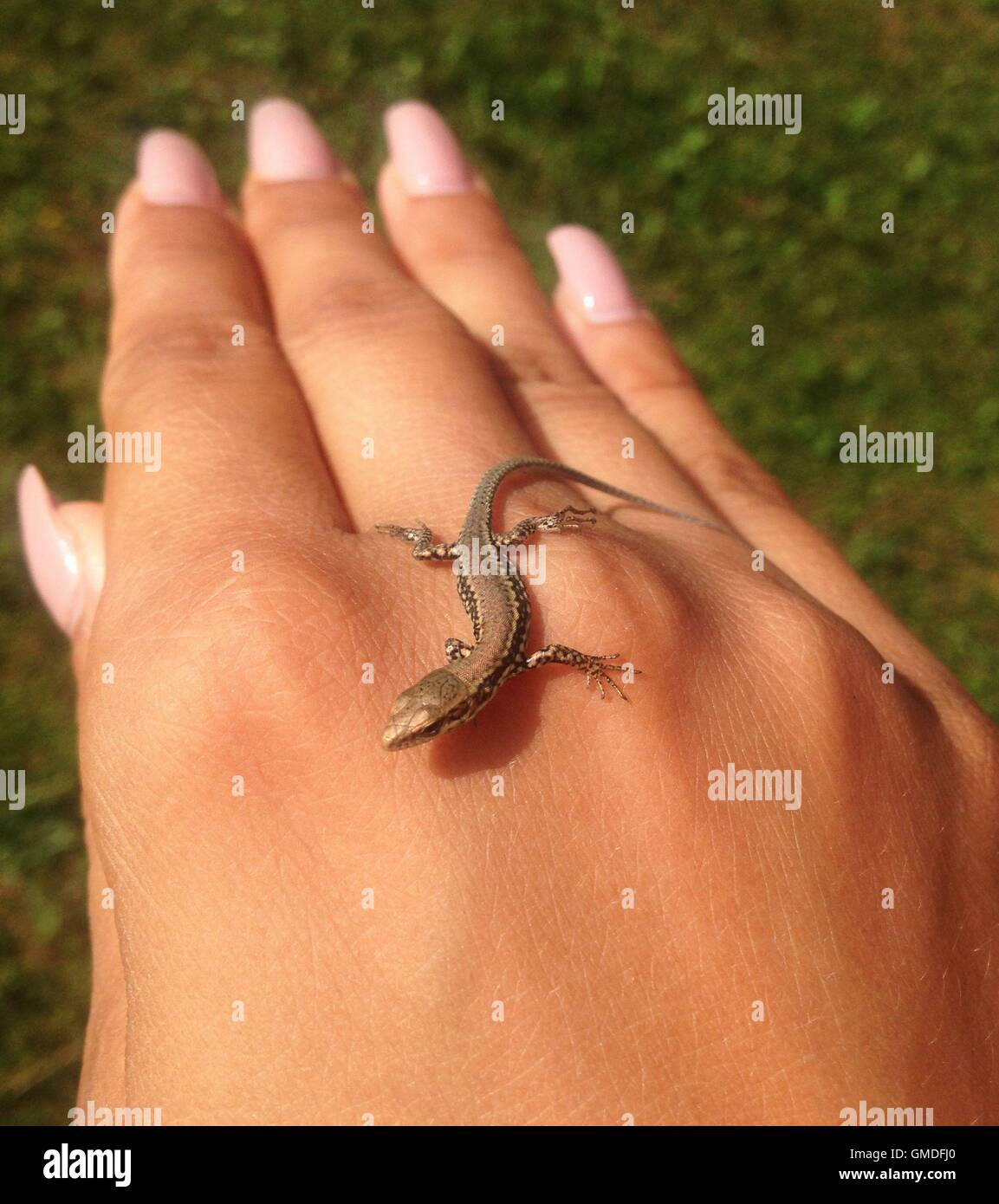 Gecko lizard on female hand Stock Photo - Alamy