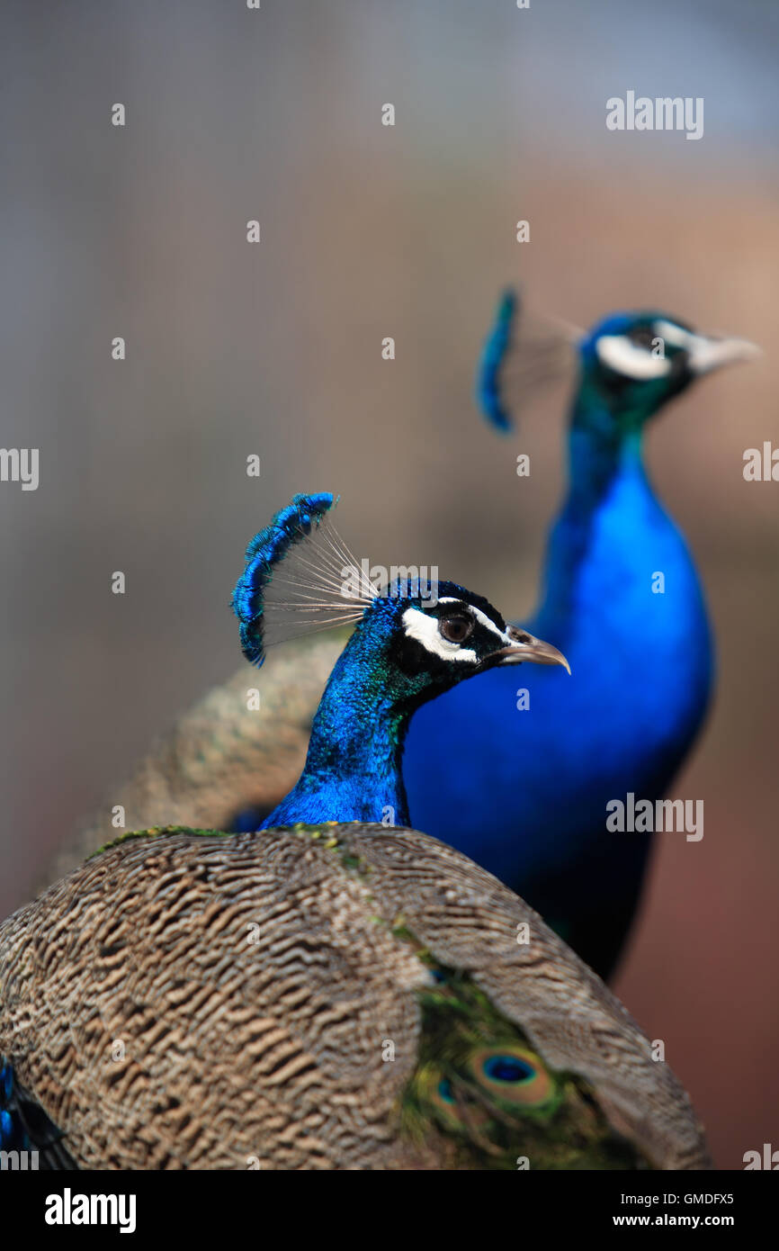 Peacock peacock peacock peacock portrait hi-res stock photography and ...