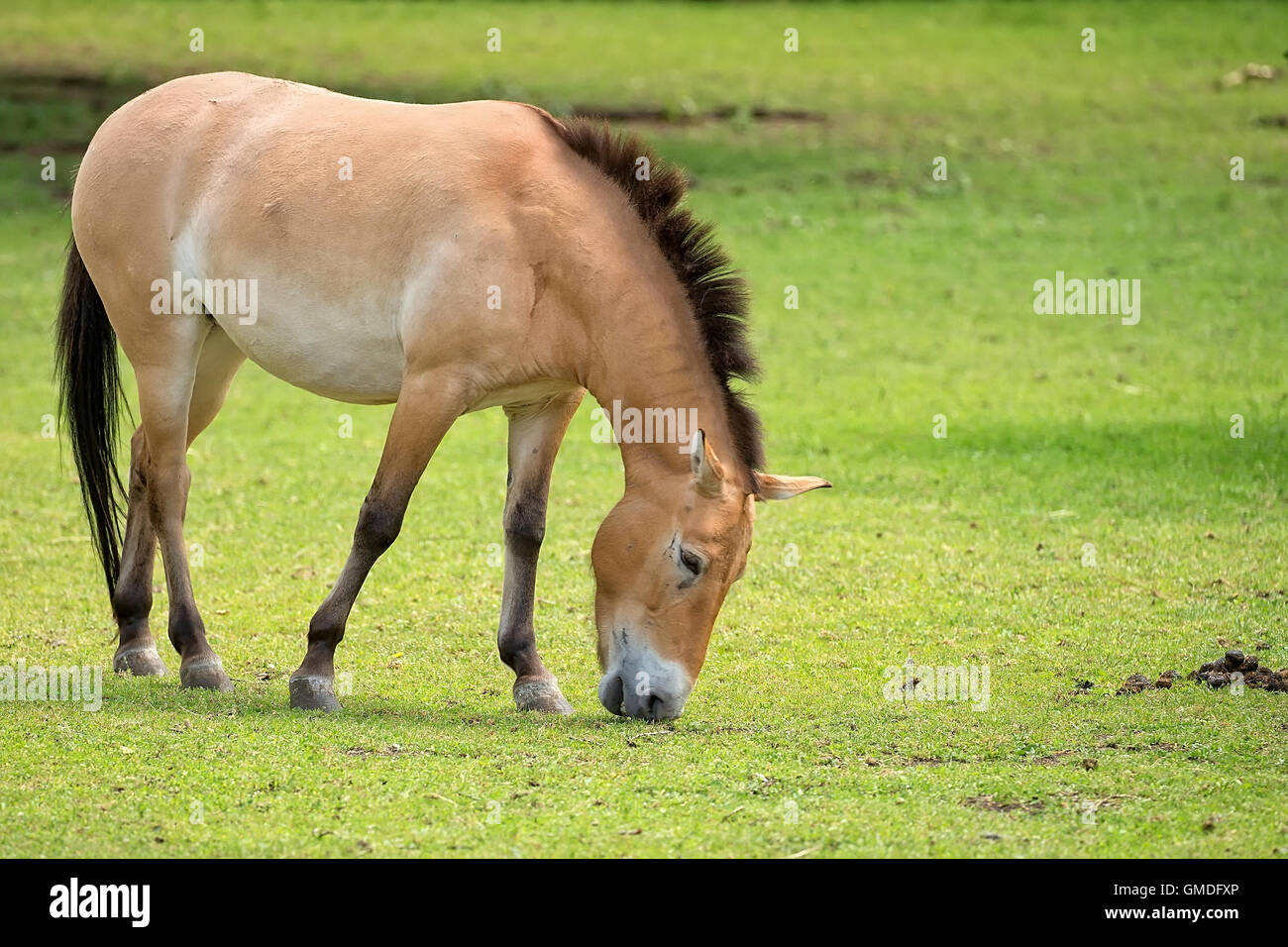 Przewalski running hi-res stock photography and images - Alamy