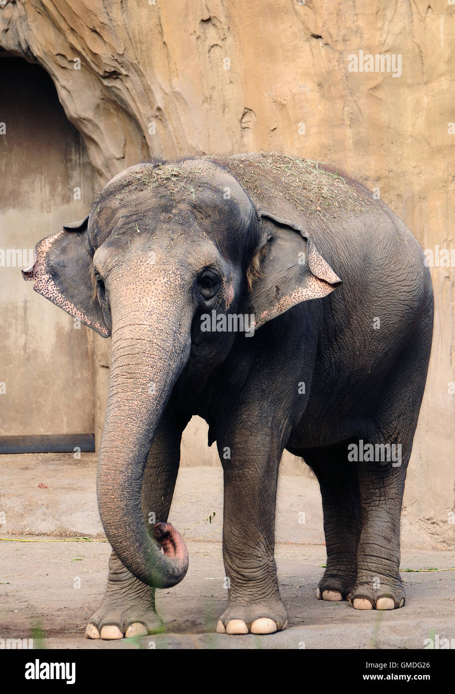 Elephant huge hi-res stock photography and images - Alamy