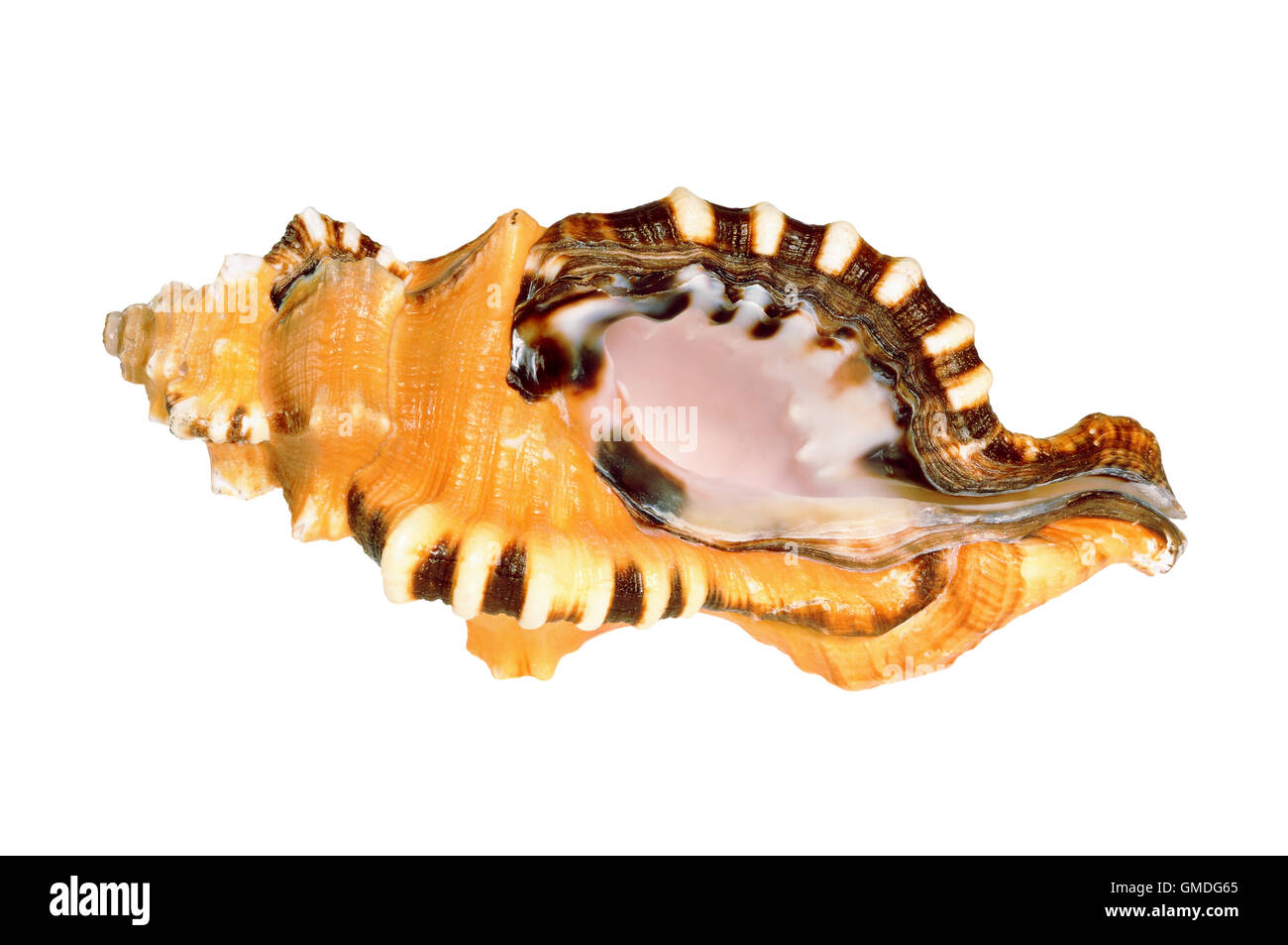 Old exoskeleton hi-res stock photography and images - Alamy