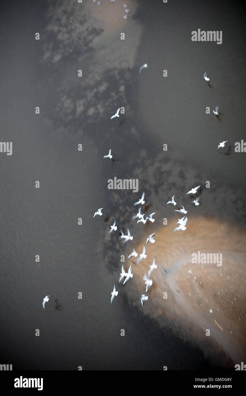 birds over river Stock Photo - Alamy