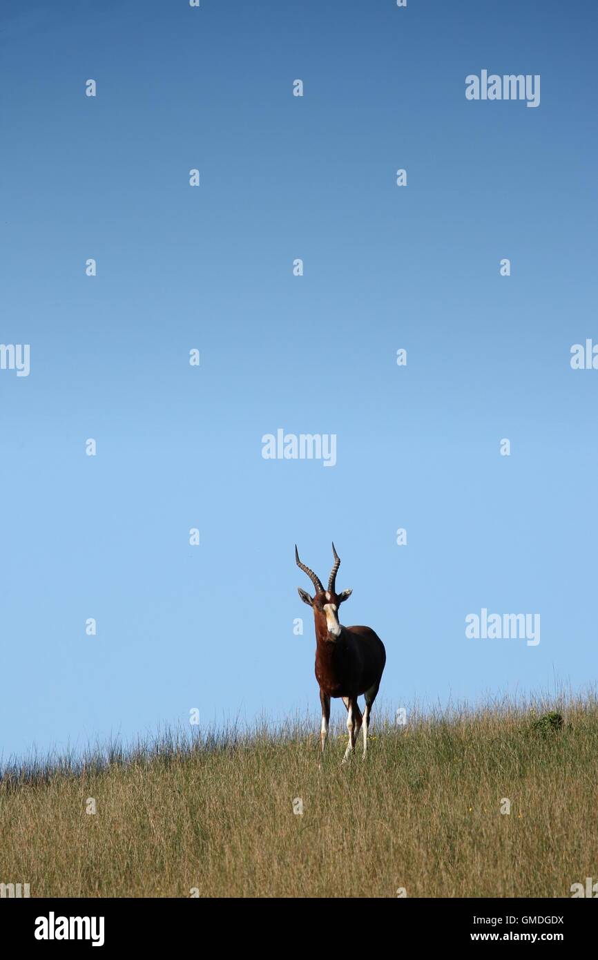 Blesbok south africa hi-res stock photography and images - Alamy