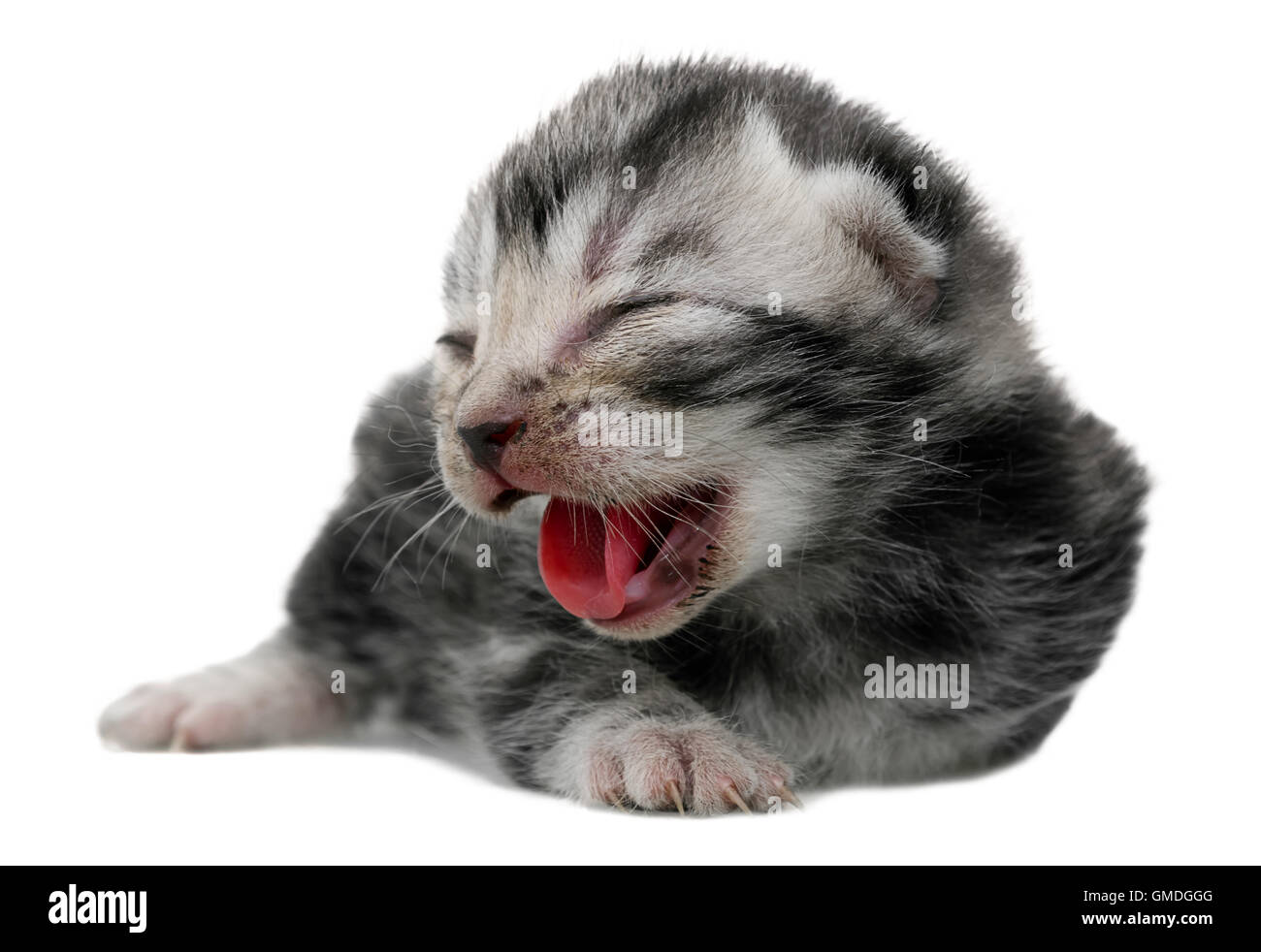 Portrait tabby shorthair cat Cut Out Stock Images & Pictures - Alamy