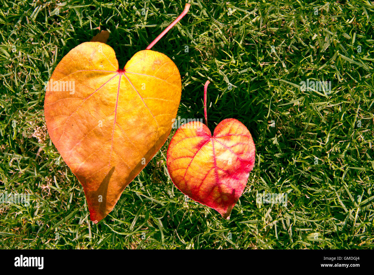 Heart shape leaves Stock Photo - Alamy