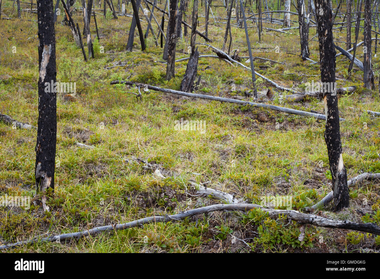 Burnt boreal forest Stock Photo - Alamy