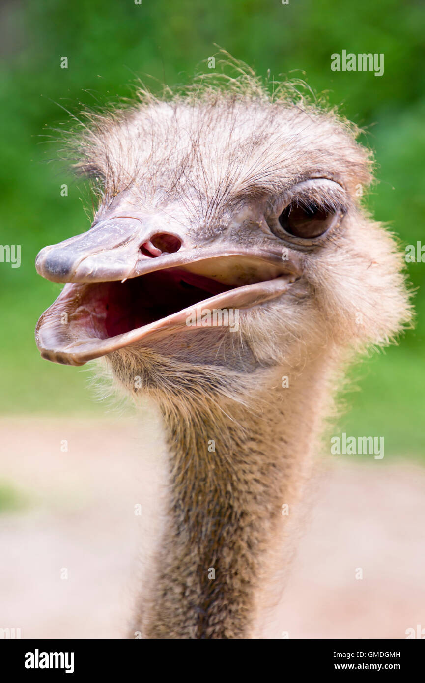 Emu closeups hi-res stock photography and images - Alamy