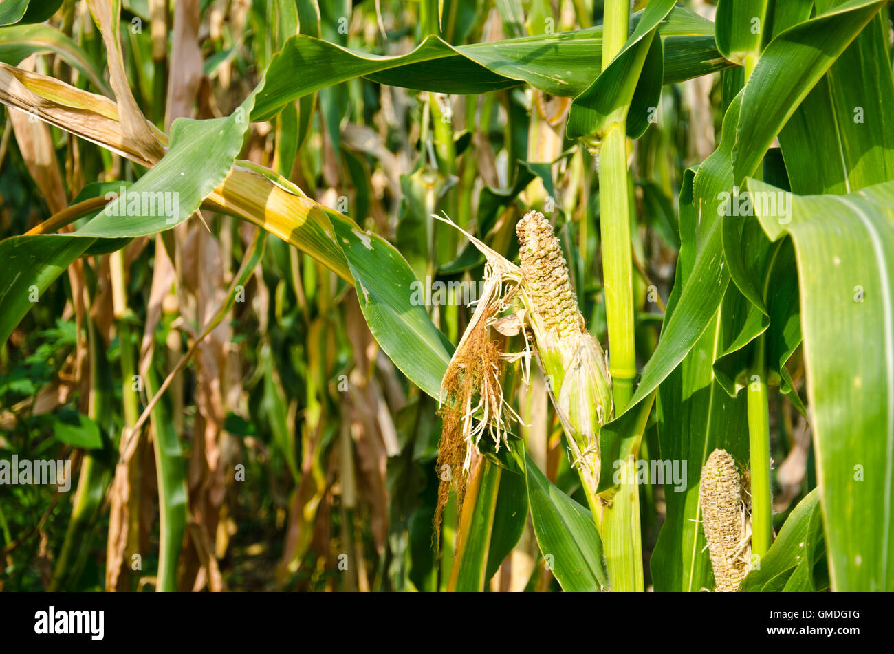 Damage of cornfield Stock Photo - Alamy