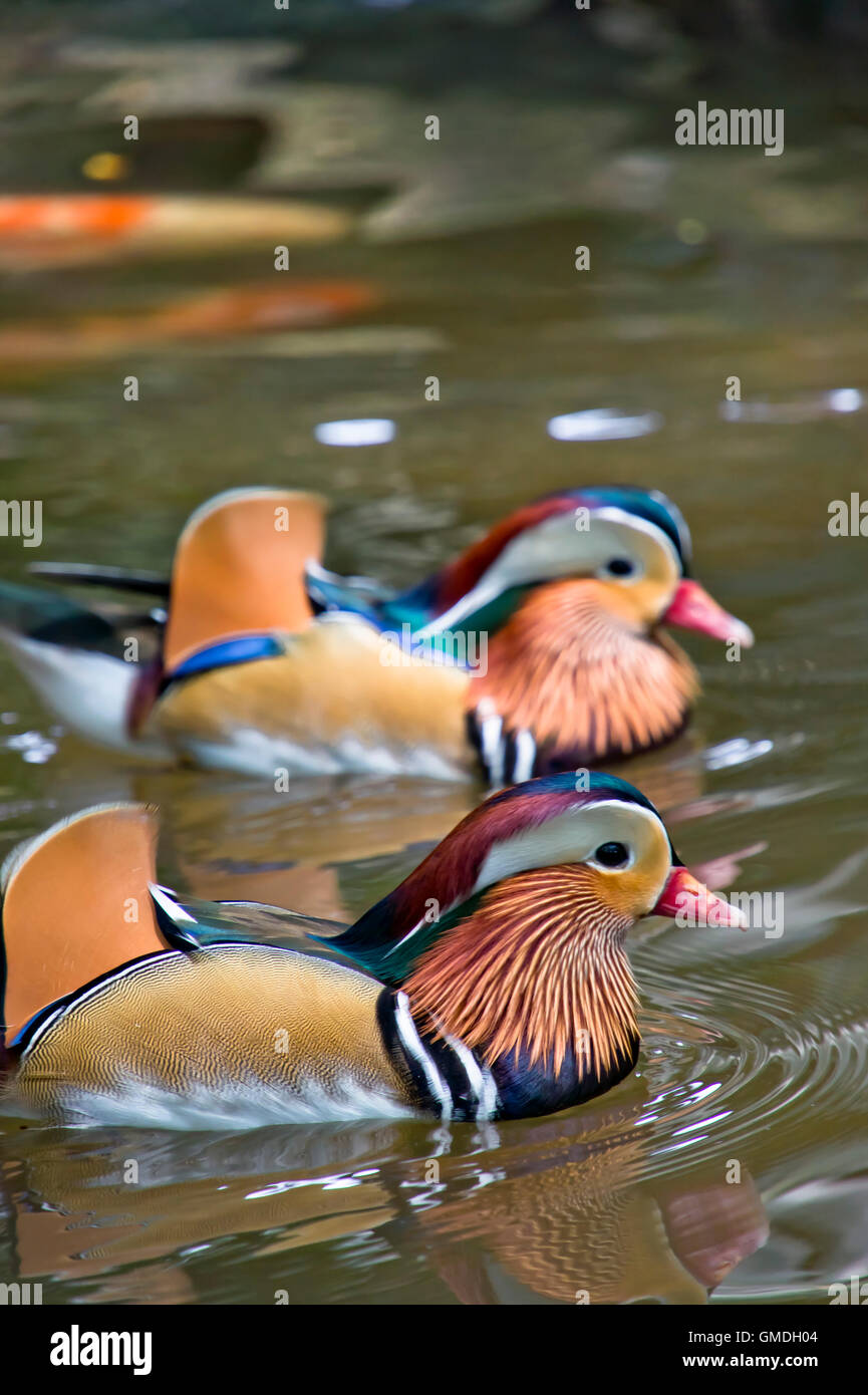 Pair wild mandarin ducks swimming hi-res stock photography and images ...