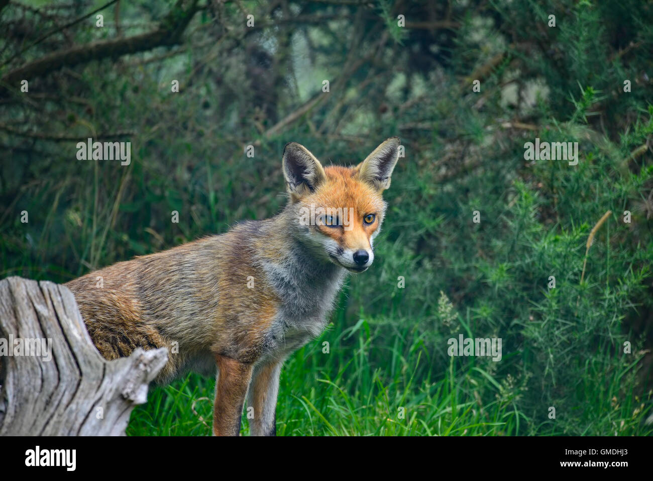 Red fox beautiful animal image hi-res stock photography and images - Alamy
