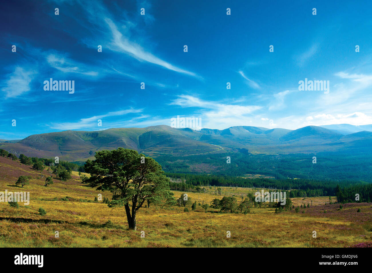 Cairn Gorm and the Northern Corries from Glenmore Forest, Aviemore ...