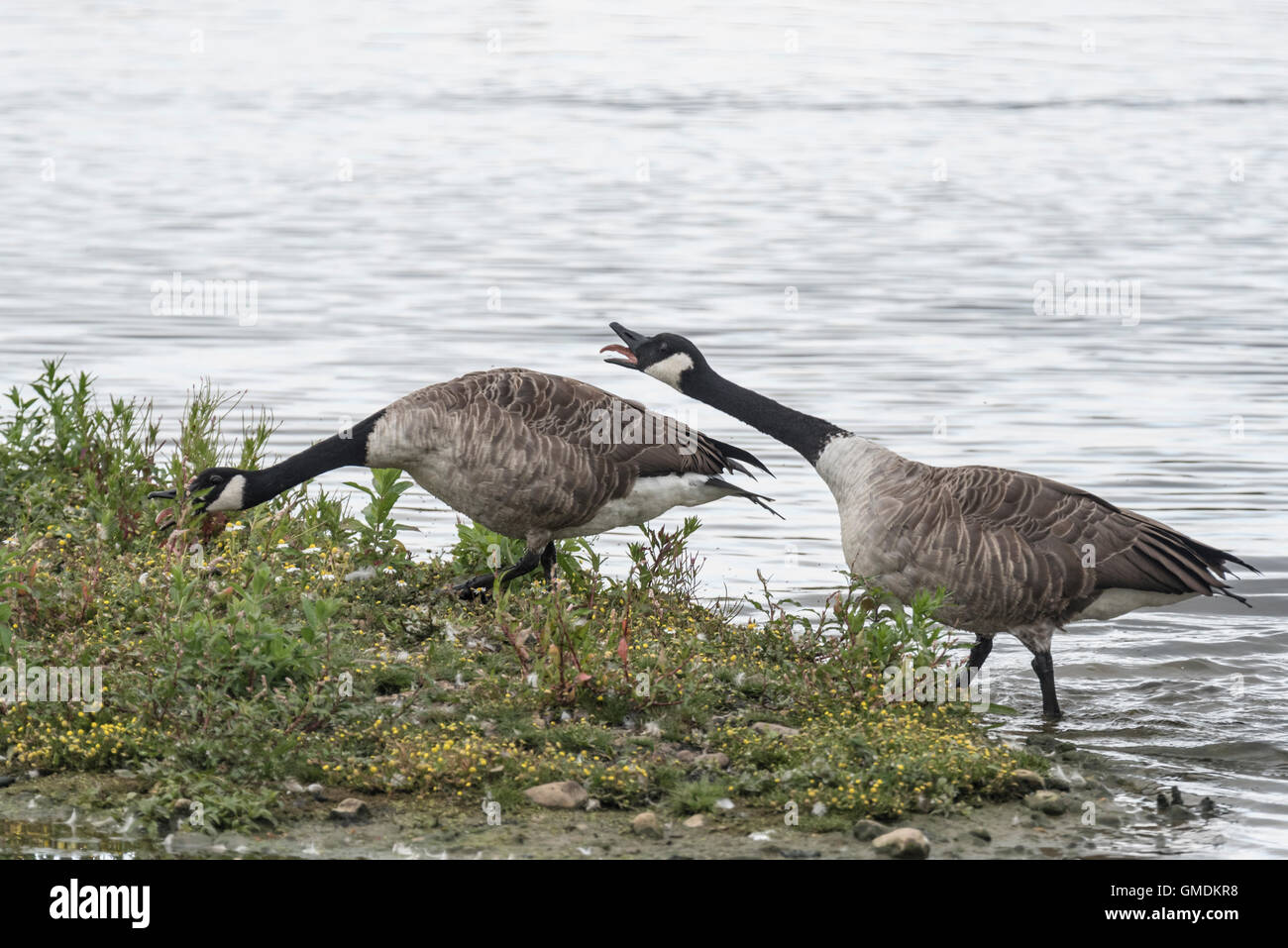 A pair of Canada Geese one of which is showing its tongue whilst ...
