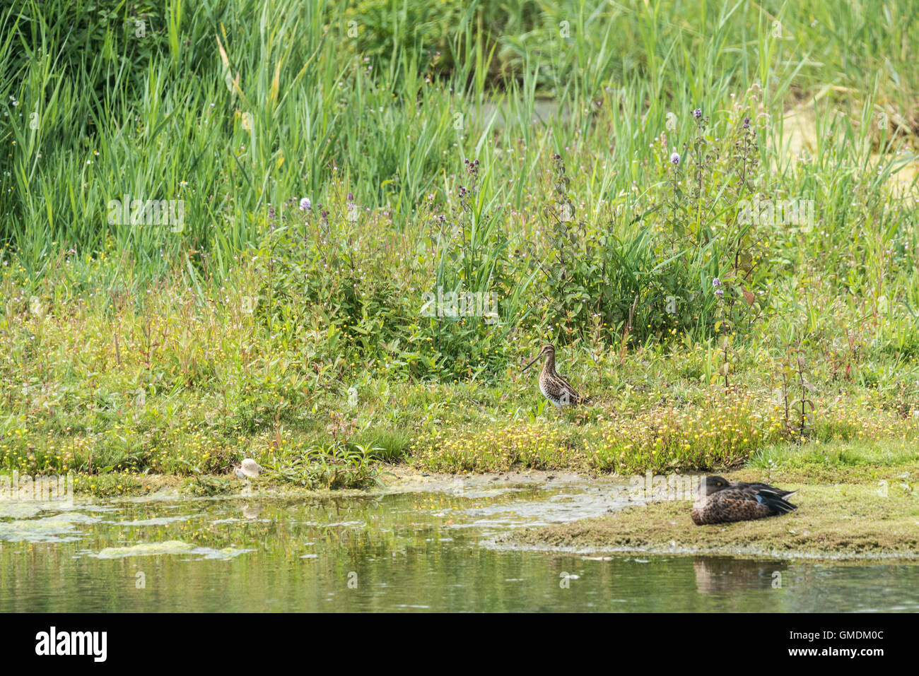 Common snipe agachadiza comun hi-res stock photography and images - Alamy