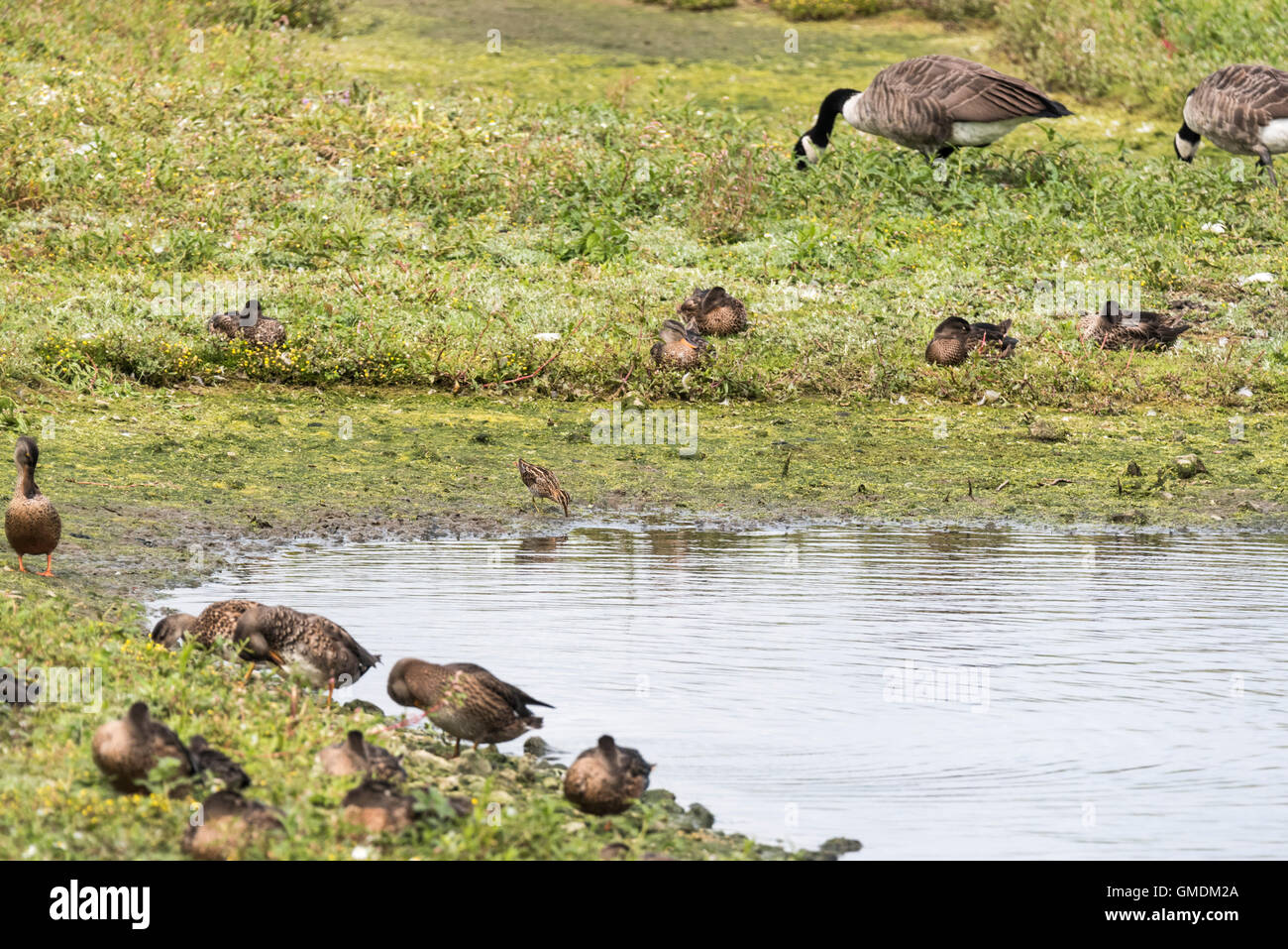 A feeding Snipe Stock Photo - Alamy