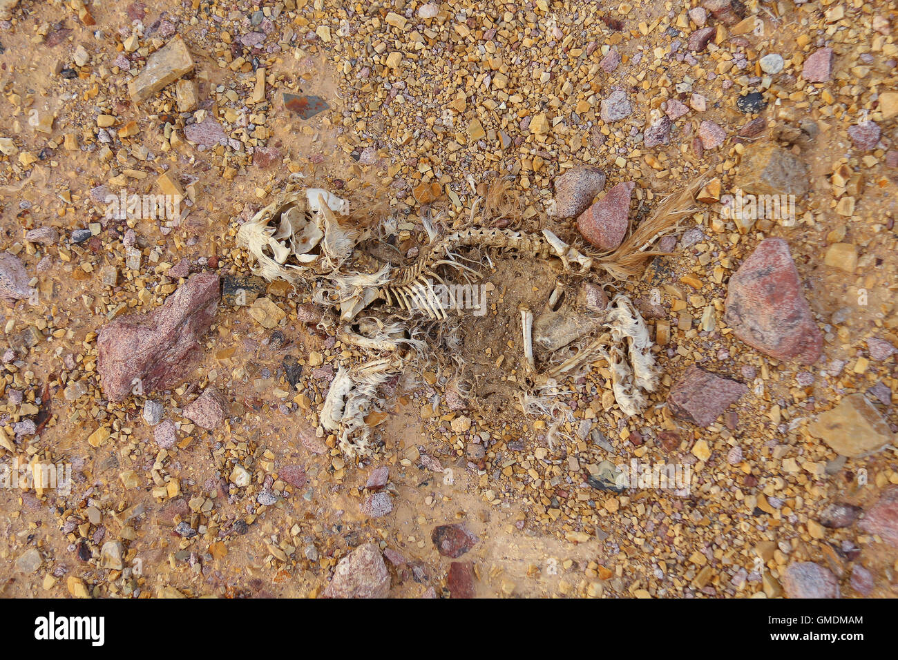 Carcasses rot, rot, animals Stock Photo - Alamy