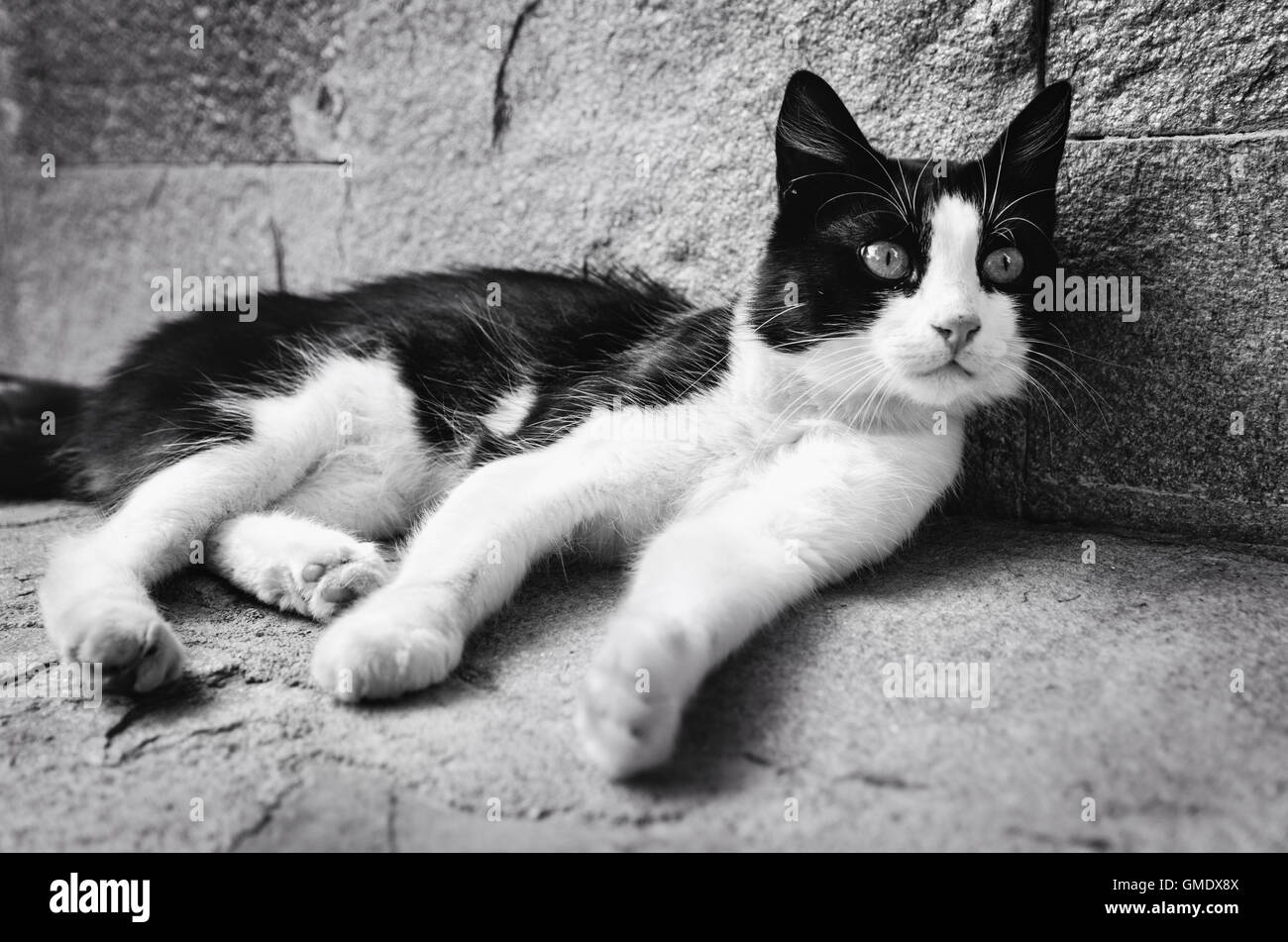 A beautiful cat Stock Photo - Alamy