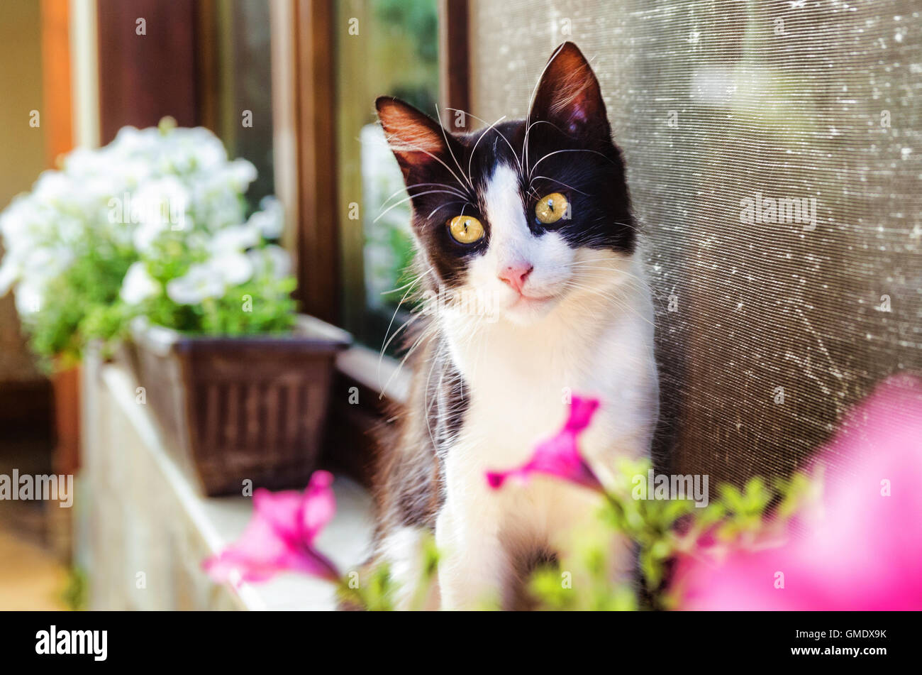 A beautiful cat Stock Photo - Alamy