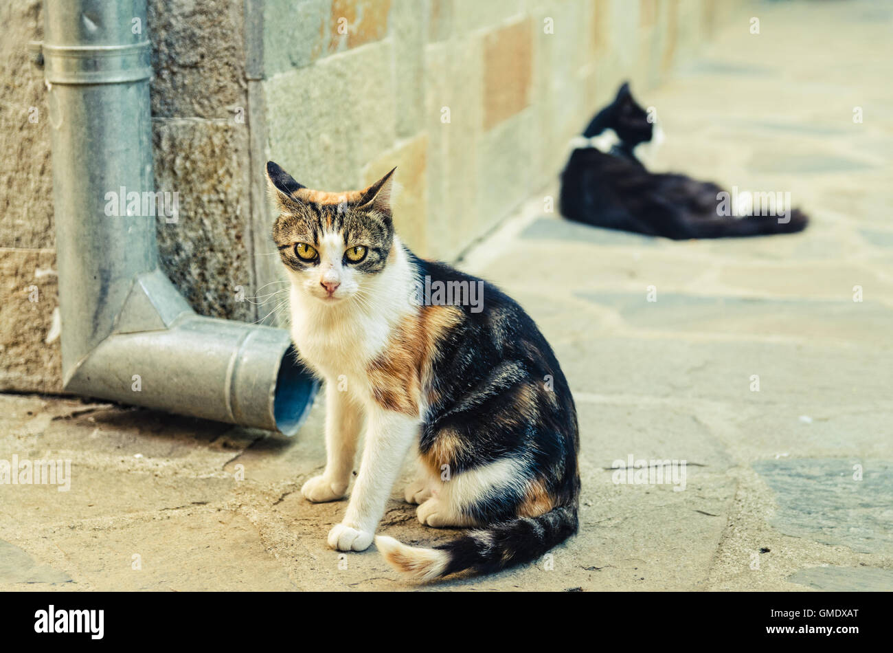 A beautiful cat Stock Photo - Alamy