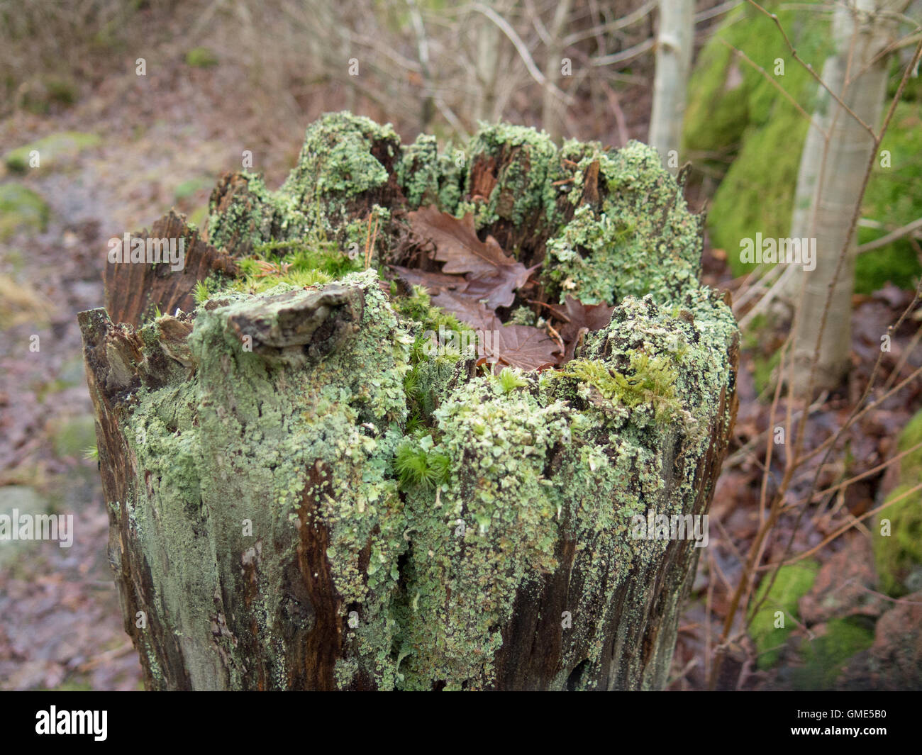 One old tree stump moss hi-res stock photography and images - Alamy