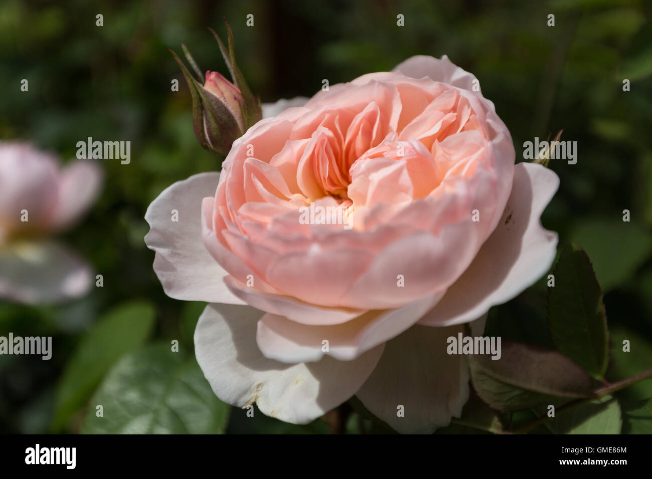 Fragrant English Rose. England UK Stock Photo - Alamy