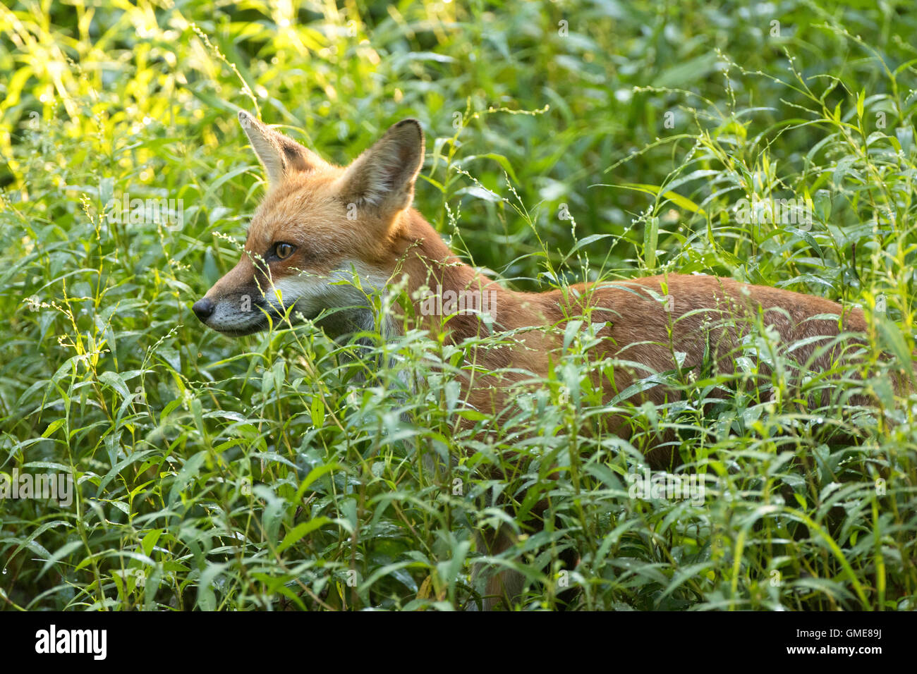 Fox in the undergrowth hi-res stock photography and images - Alamy