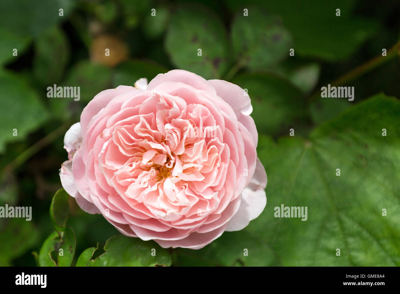 Attractive fragrant flower hi-res stock photography and images - Alamy