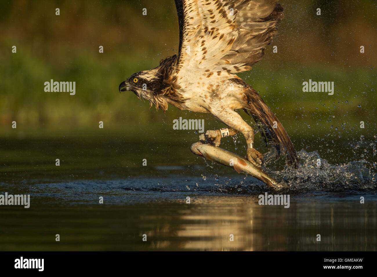 Taking fish hi-res stock photography and images - Alamy