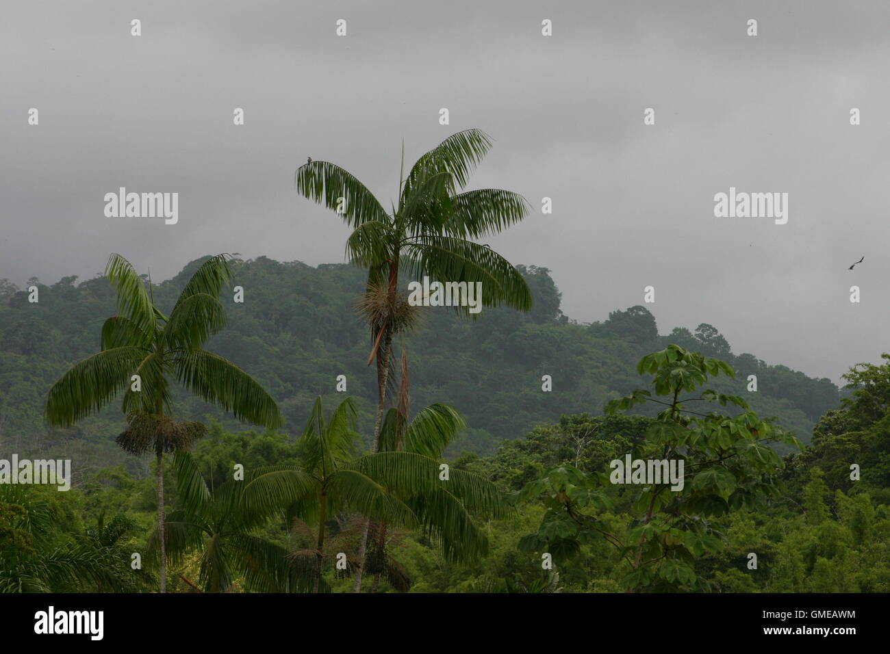 Reserve forests hi-res stock photography and images - Alamy