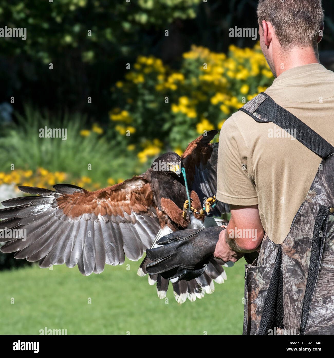 Falconer glove hi-res stock photography and images - Alamy