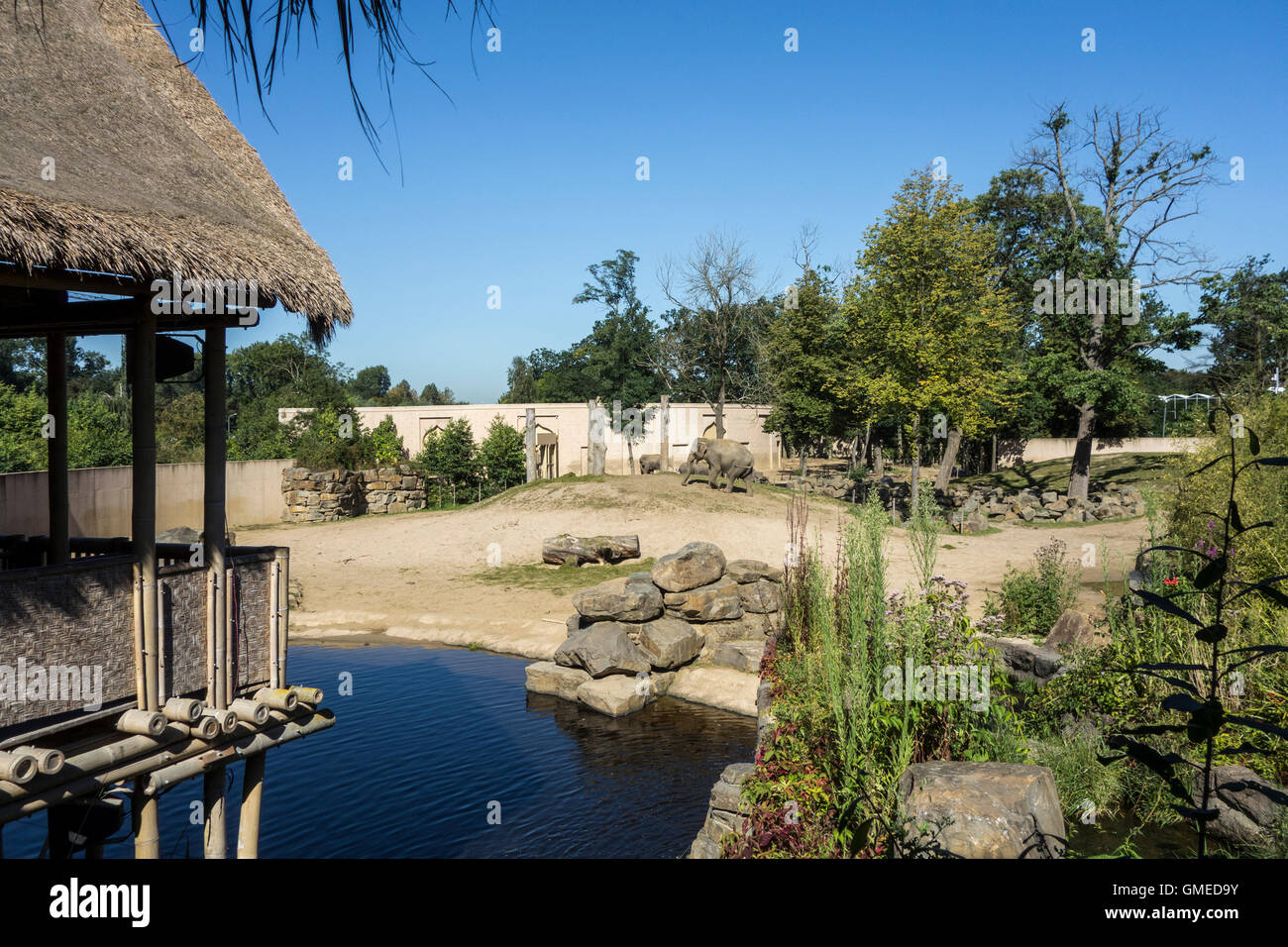 Elephant enclosure zoo hi-res stock photography and images - Alamy