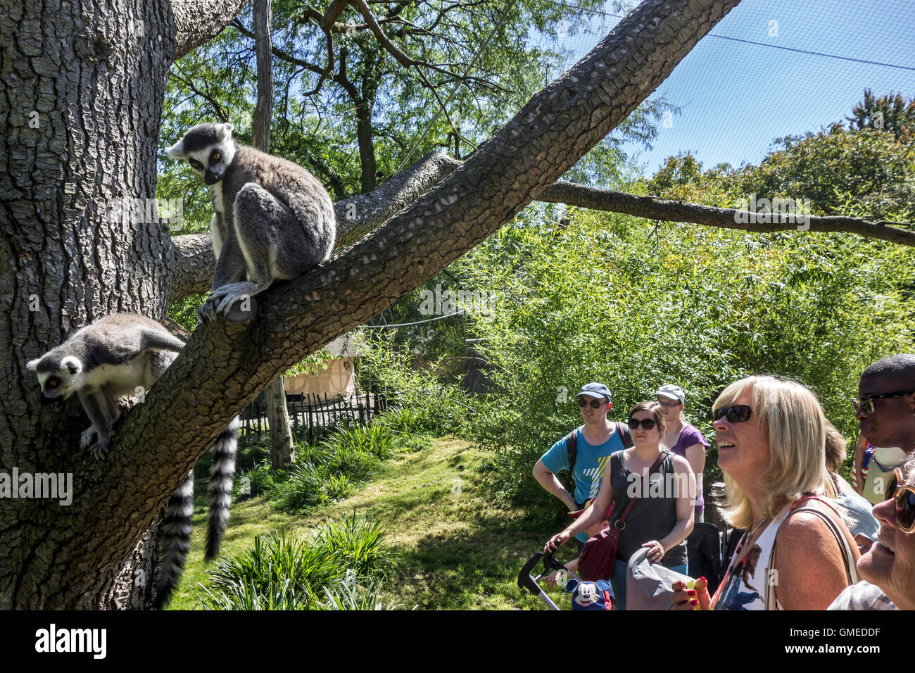 Visitors looking at ring-tailed lemurs (Lemur catta) in walkthrough ...