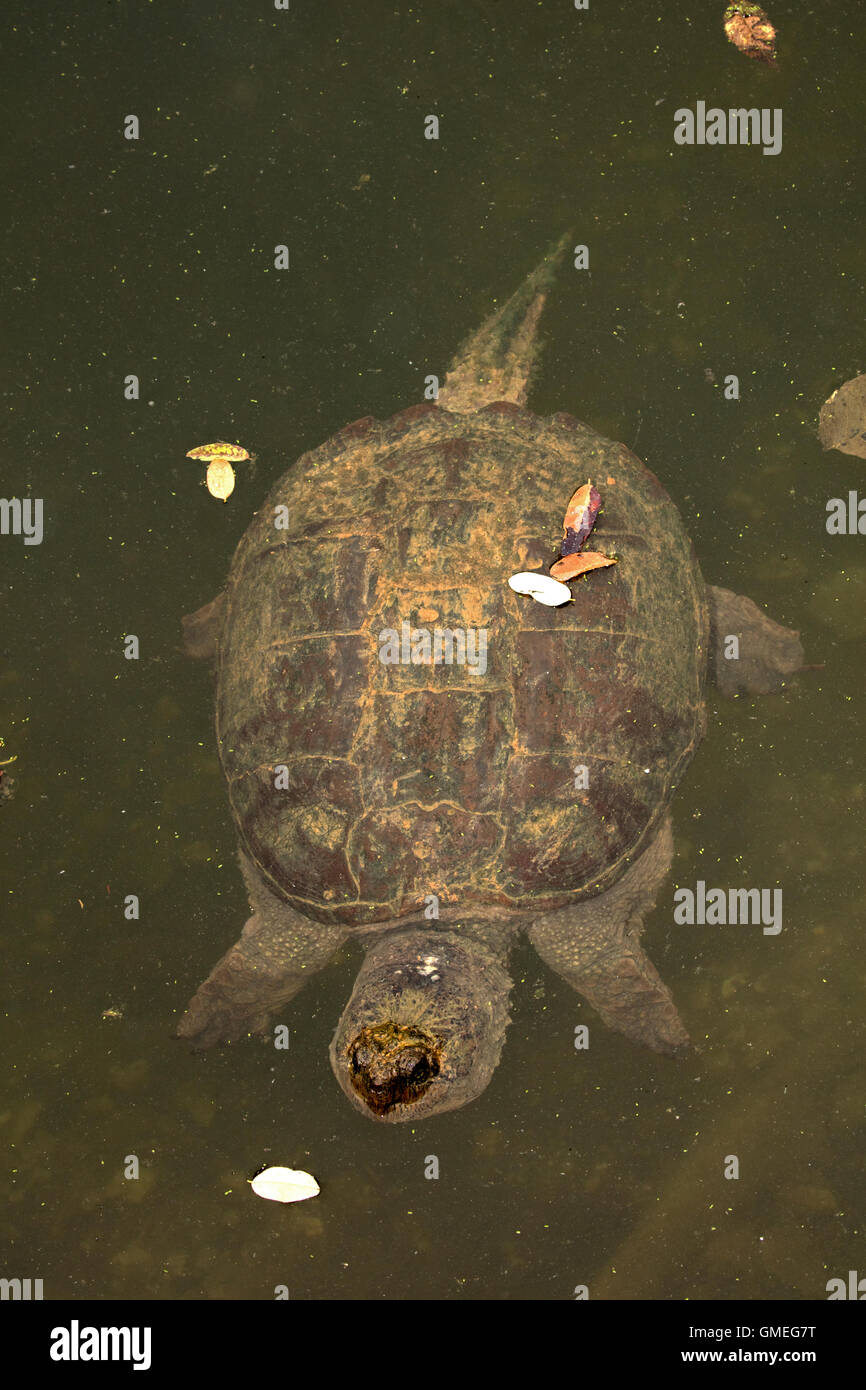 Snapping turtle shell close up hi-res stock photography and images - Alamy