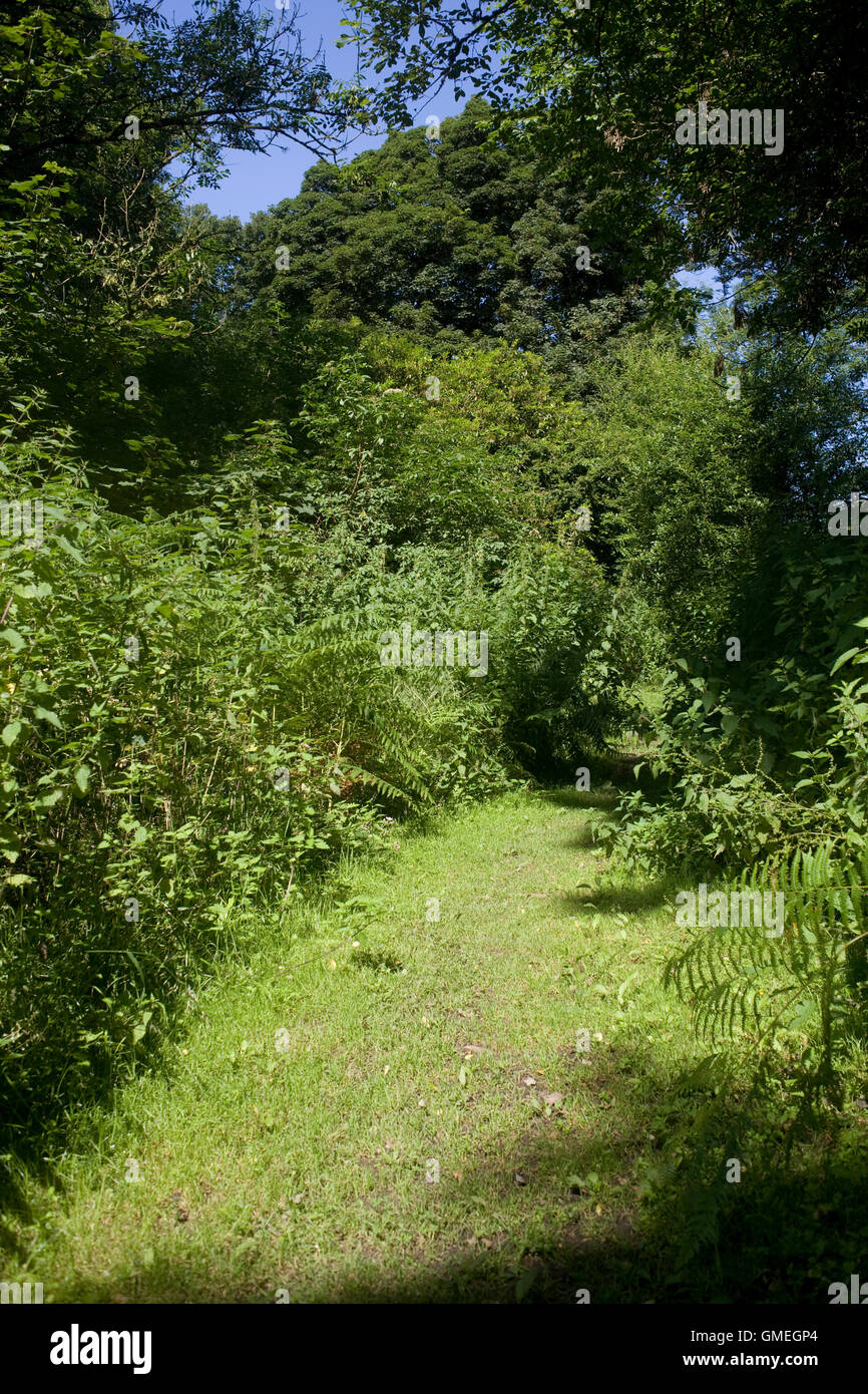 Vegetation and track hi-res stock photography and images - Alamy
