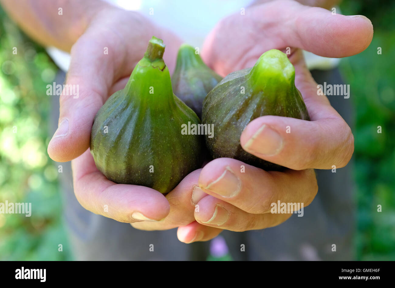 Hands holding figs hi-res stock photography and images - Alamy