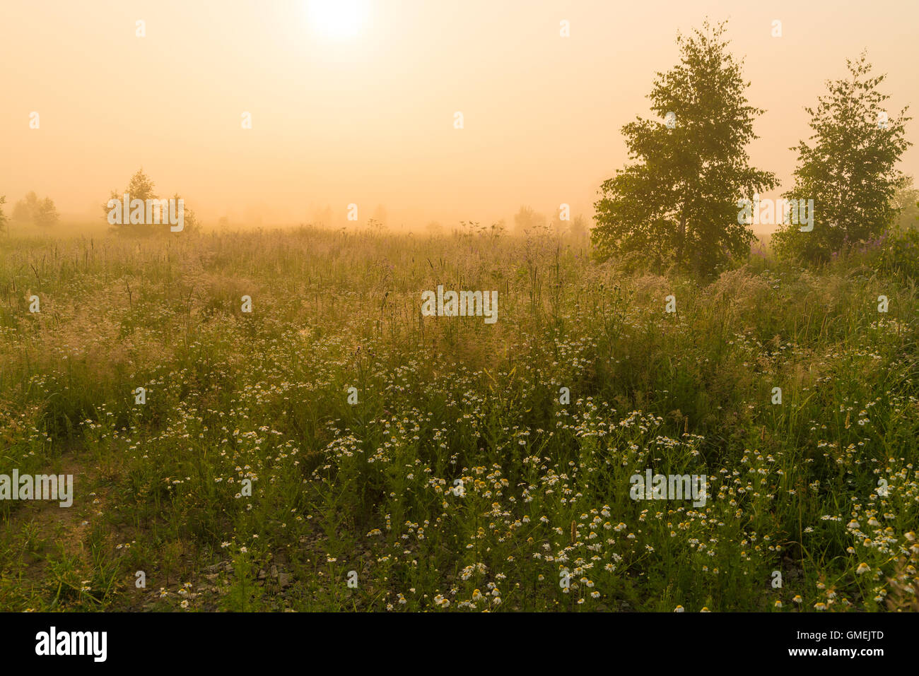 Golden sunshine above countryside field at early morning Stock Photo ...
