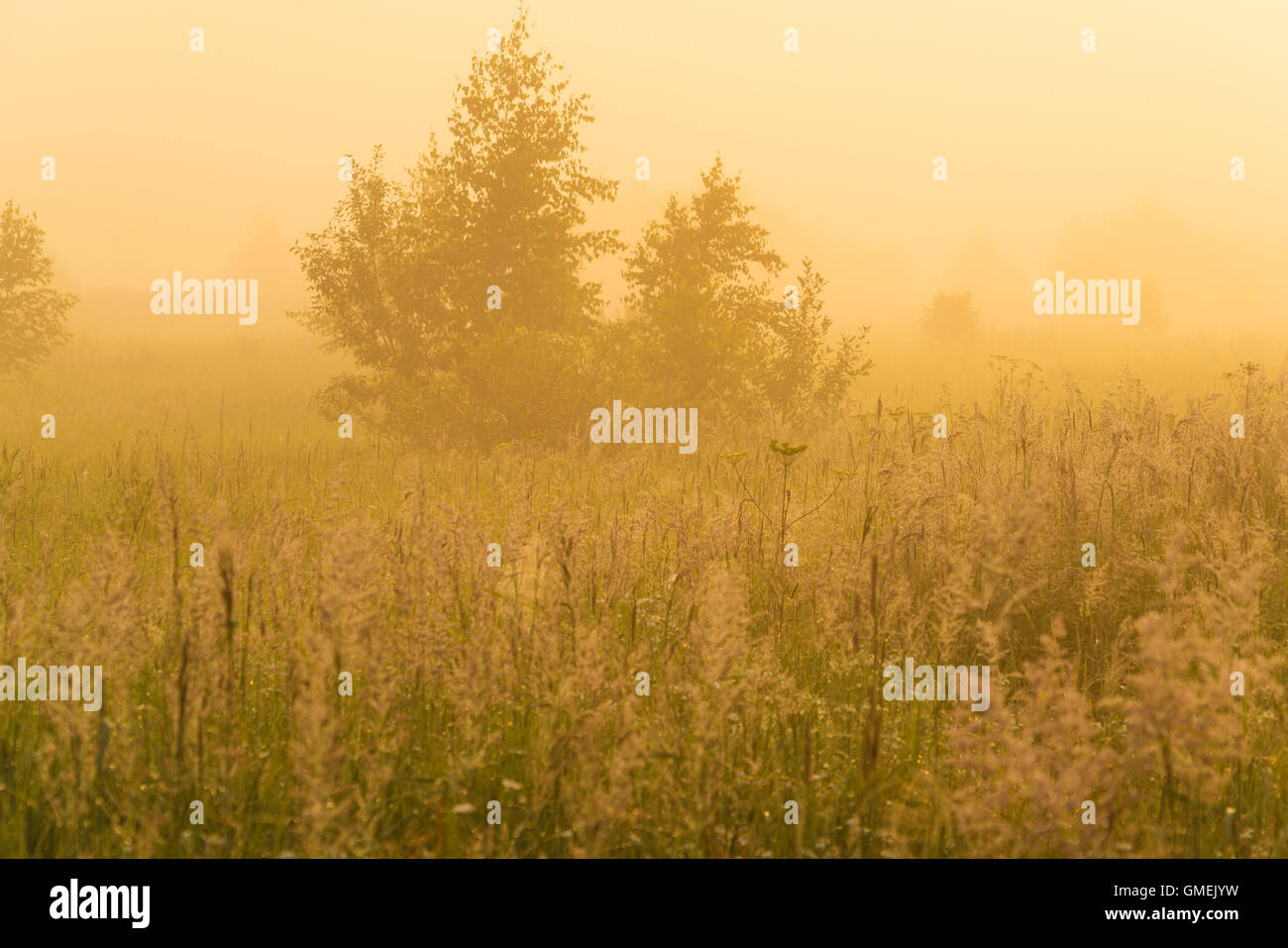 Golden sunshine above countryside field at early morning Stock Photo ...