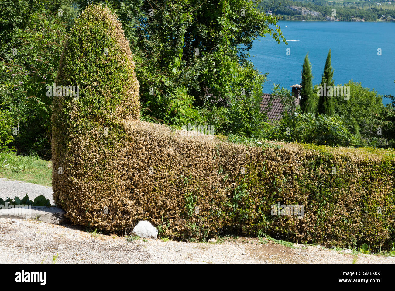 Box Blight Buxus High Resolution Stock Photography and Images - Alamy