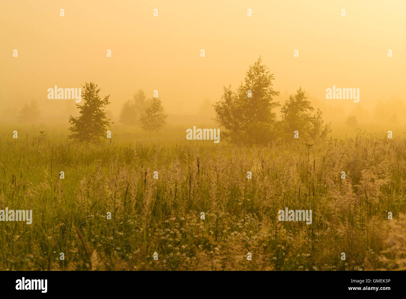Golden sunshine above countryside field at early morning Stock Photo ...