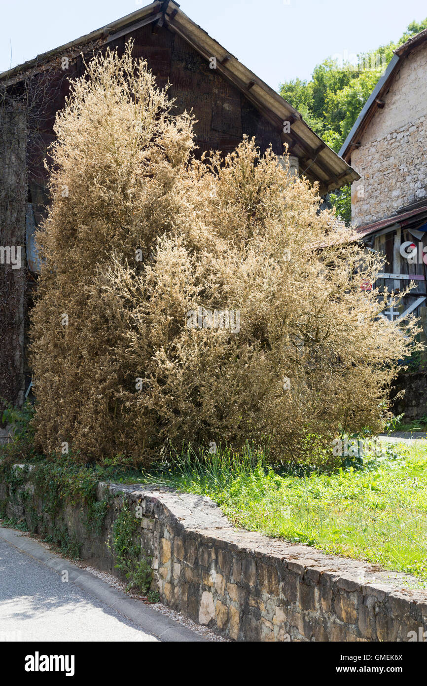 Dying Box trees (Buxus) tree / topiary damaged and probably killed by ...